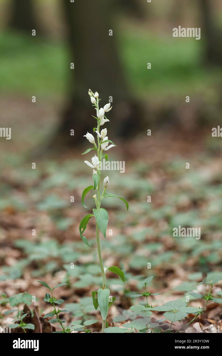 Cephalanthera damasonium, known as the White helleborine Stock Photo ...