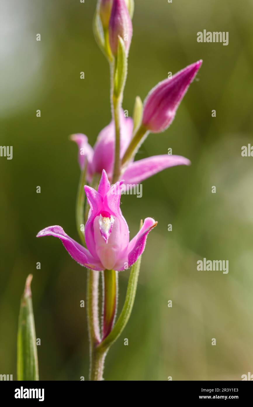 Cephalanthera rubra, known as the Red helleborine Stock Photo - Alamy
