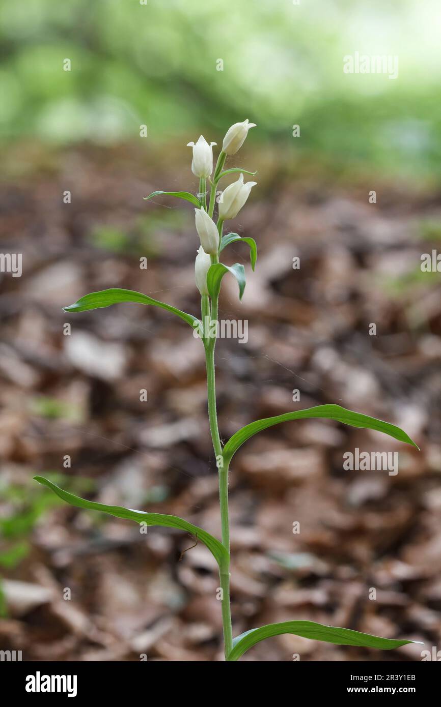 Cephalanthera damasonium, known as the White helleborine Stock Photo ...