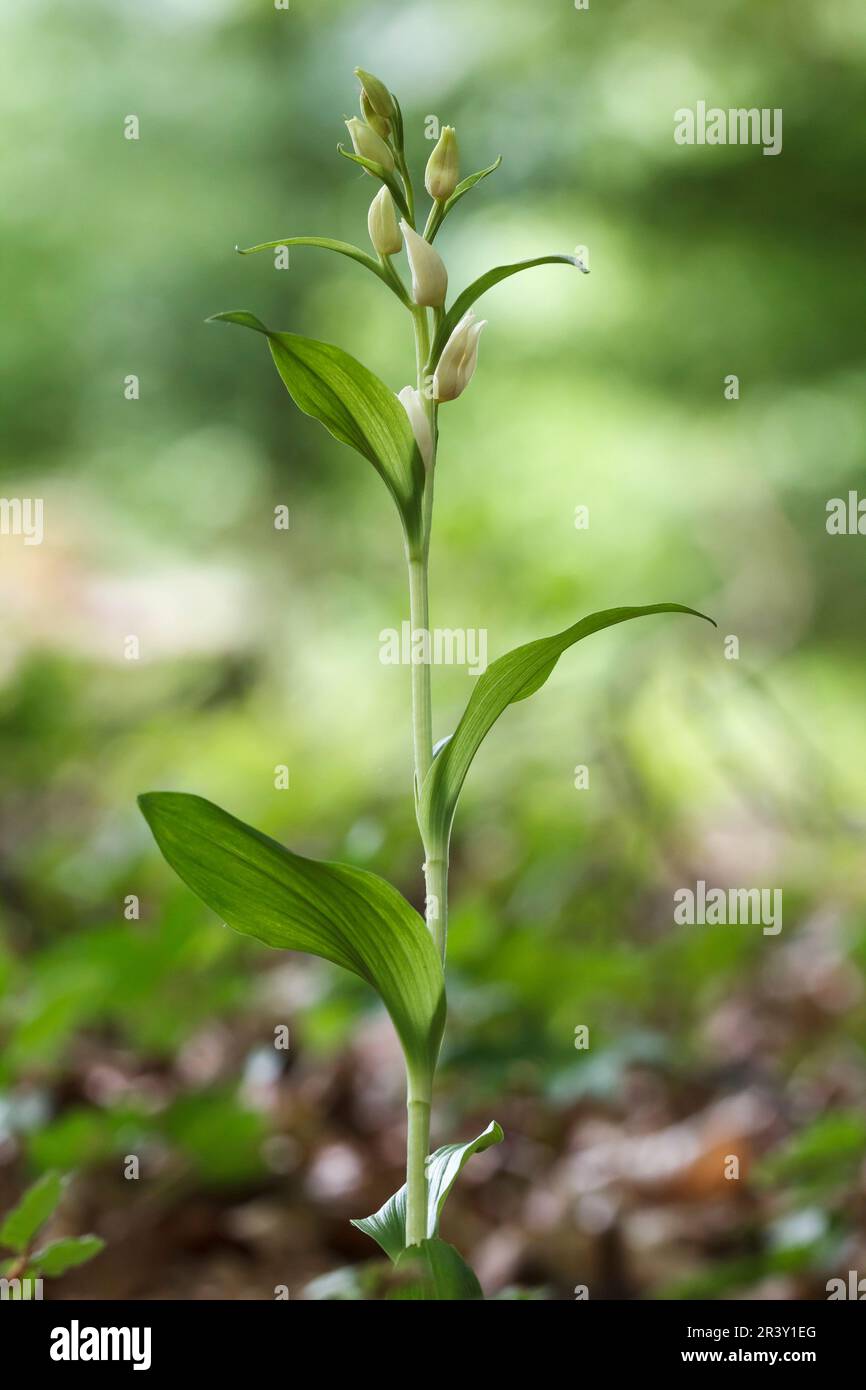 Cephalanthera damasonium, known as the White helleborine Stock Photo ...
