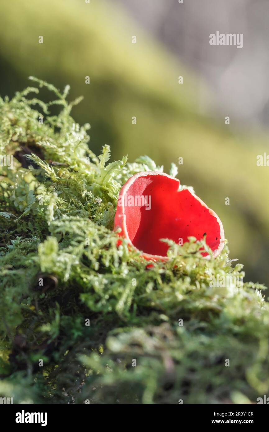 Sarcoscypha coccinea, known as Scarlet elf cup, Scarlet cup, Scarlet ...