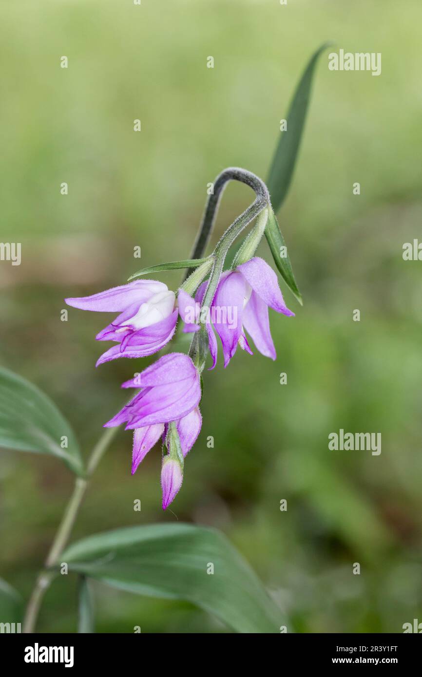 Cephalanthera rubra, known as the Red helleborine Stock Photo - Alamy