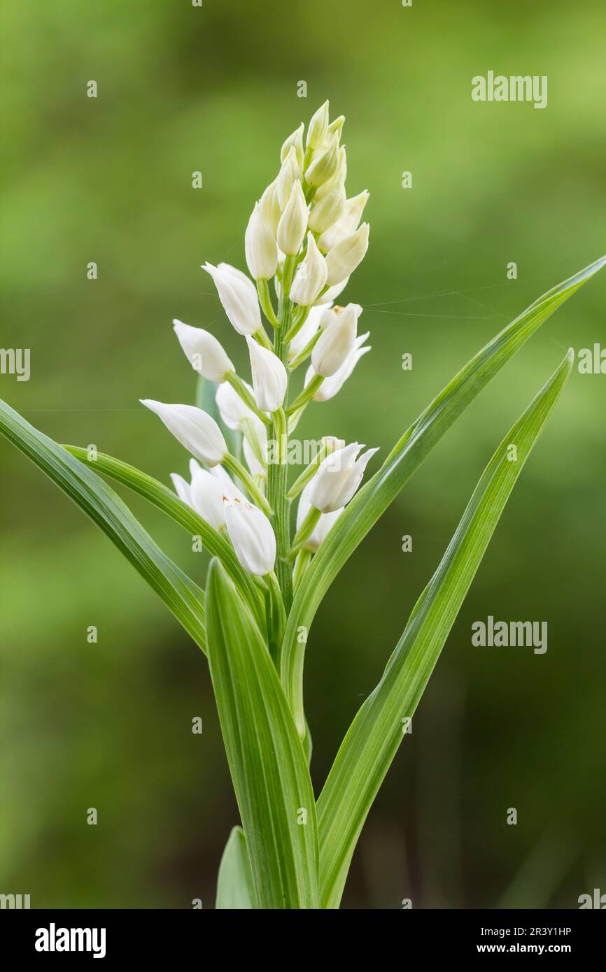 Cephalanthera longifolia, known as Narrow-leaf helleborine, Sword-leaf ...