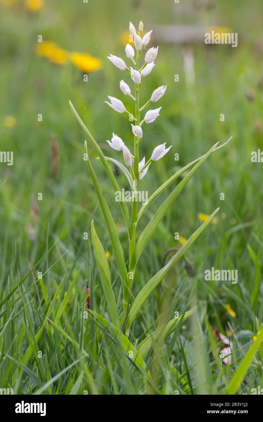 Cephalanthera longifolia, known as Narrow-leaf helleborine, Sword-leaf ...