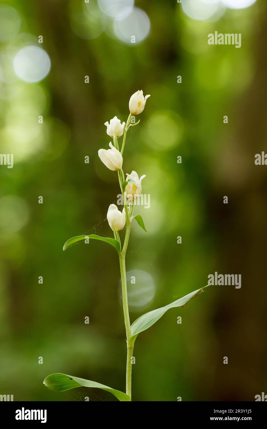 Cephalanthera damasonium, known as the White helleborine Stock Photo ...
