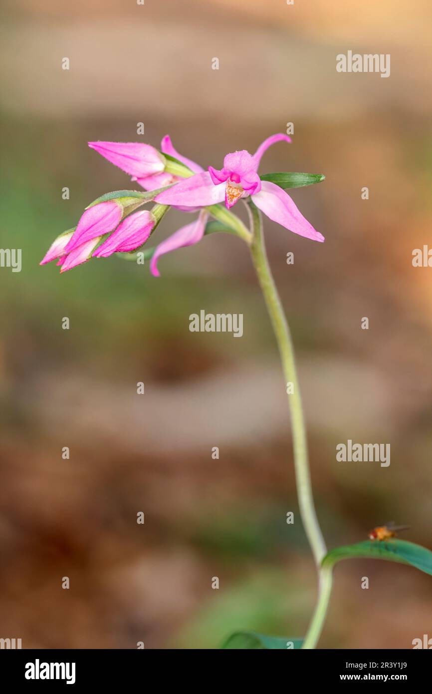 Cephalanthera rubra, known as the Red helleborine Stock Photo - Alamy