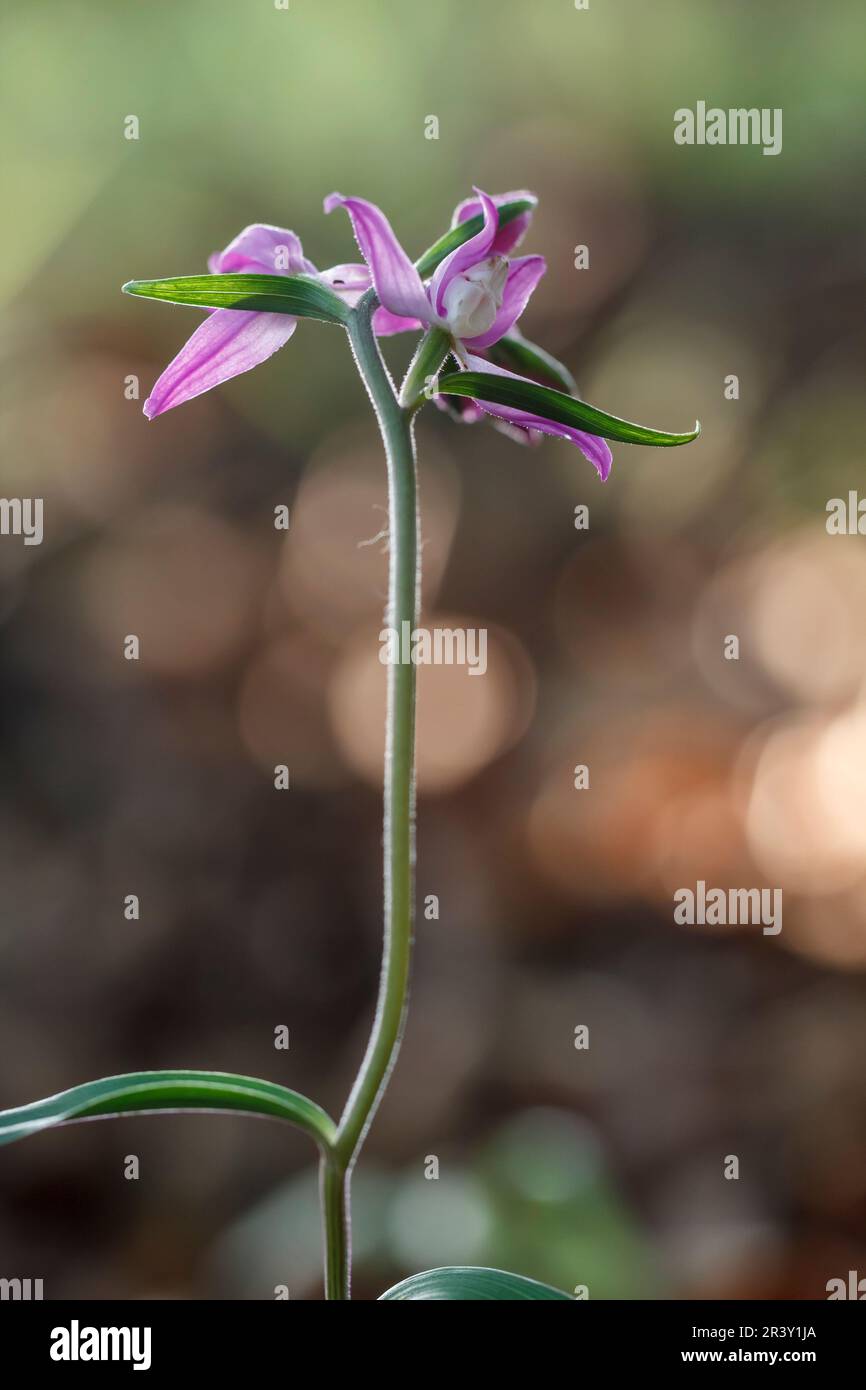Cephalanthera rubra, known as the Red helleborine Stock Photo - Alamy
