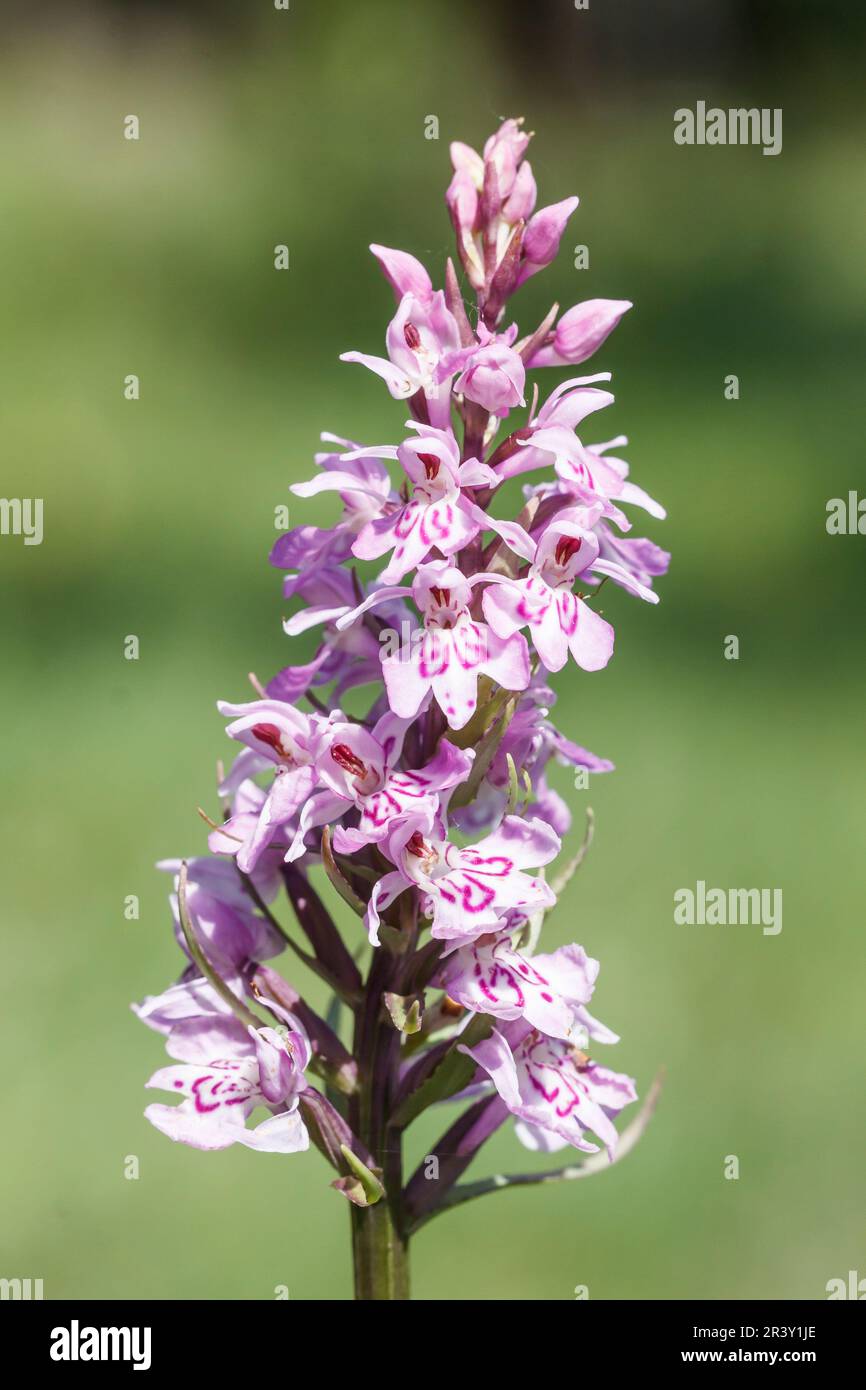 Dactylorhiza maculata, subsp. fuchsii, known as Common spotted orchid ... Dactylorhiza maculata, subsp. fuchsii, known as Common spotted orchid ...