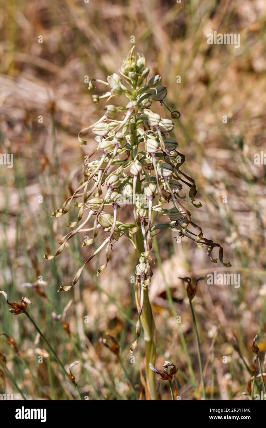 Himantoglossum hircinum, commonly known as the Lizard orchid Stock ...