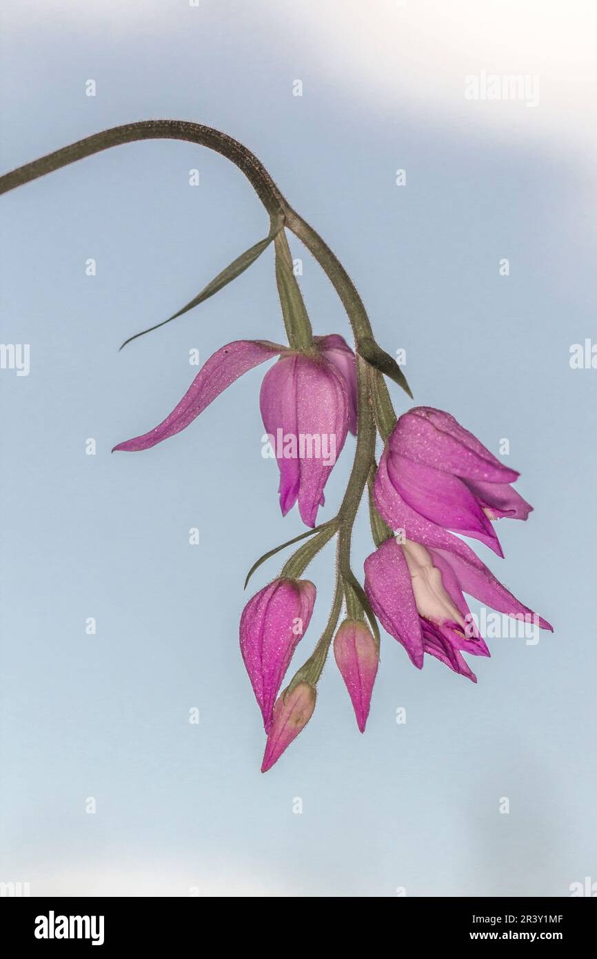 Cephalanthera rubra, known as the Red helleborine Stock Photo - Alamy