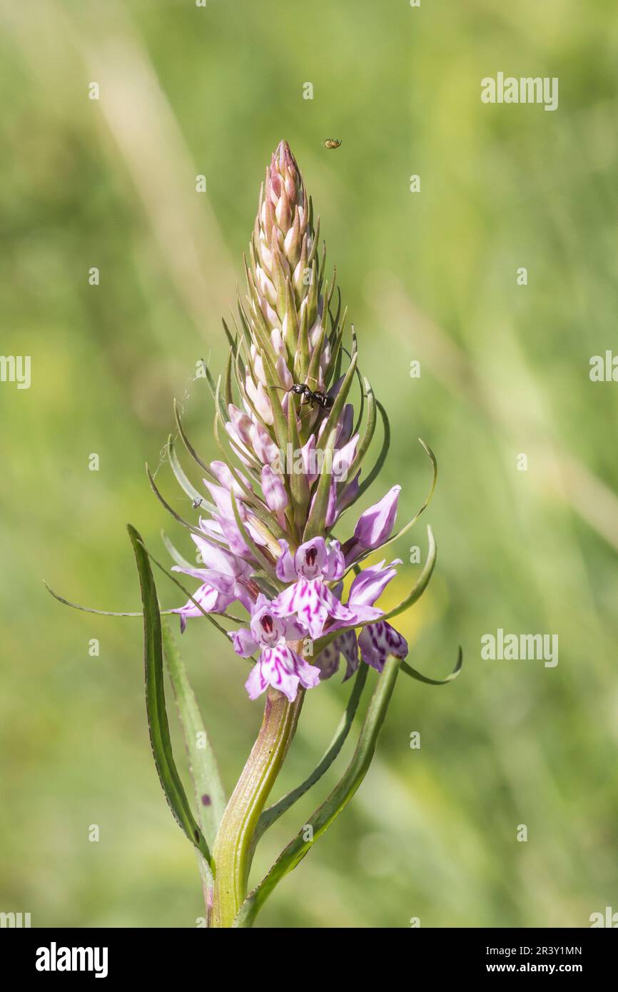 Dactylorhiza maculata, subsp. fuchsii, known as Common spotted orchid ... Dactylorhiza maculata, subsp. fuchsii, known as Common spotted orchid ...