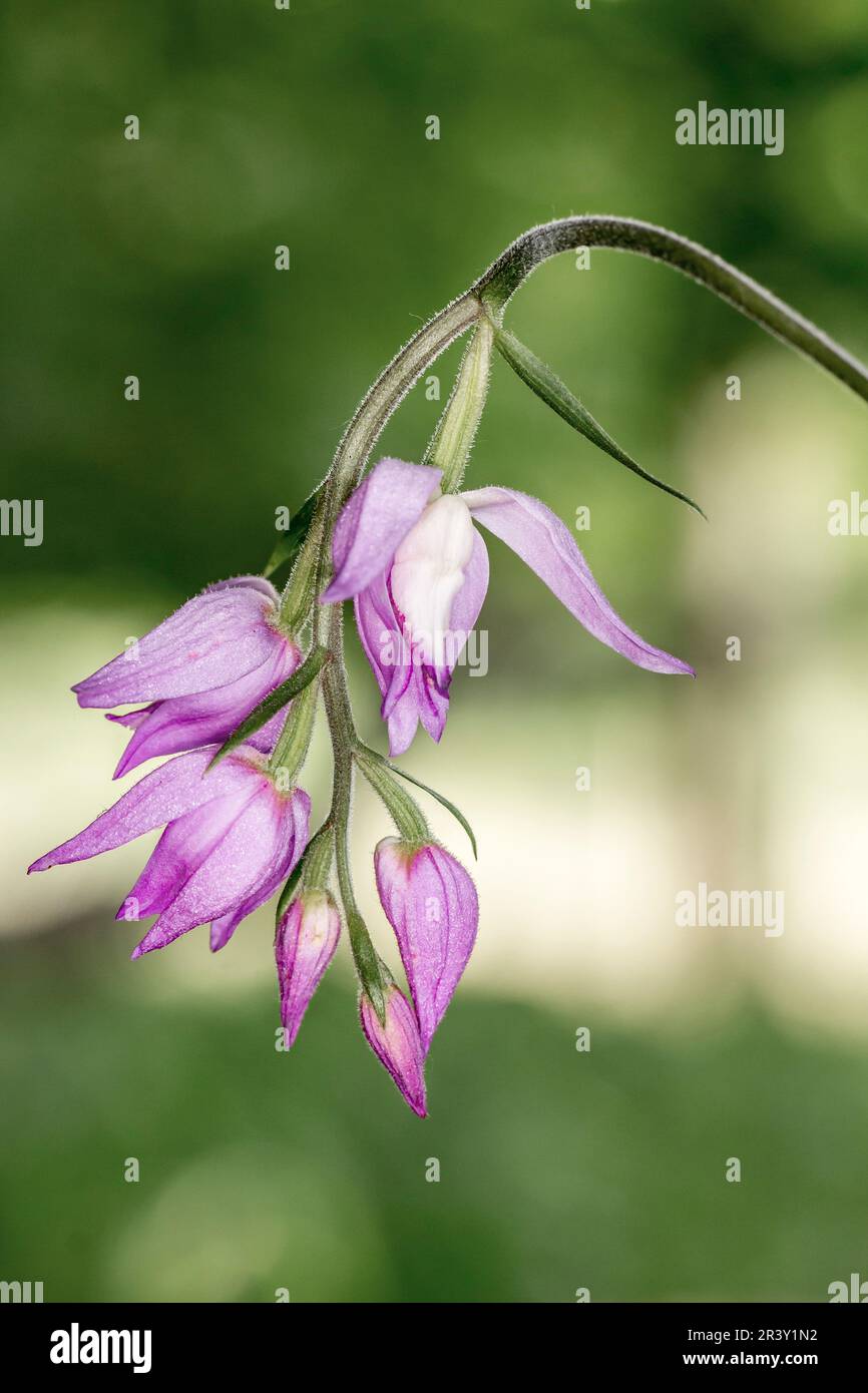 Cephalanthera rubra, known as the Red helleborine Stock Photo - Alamy