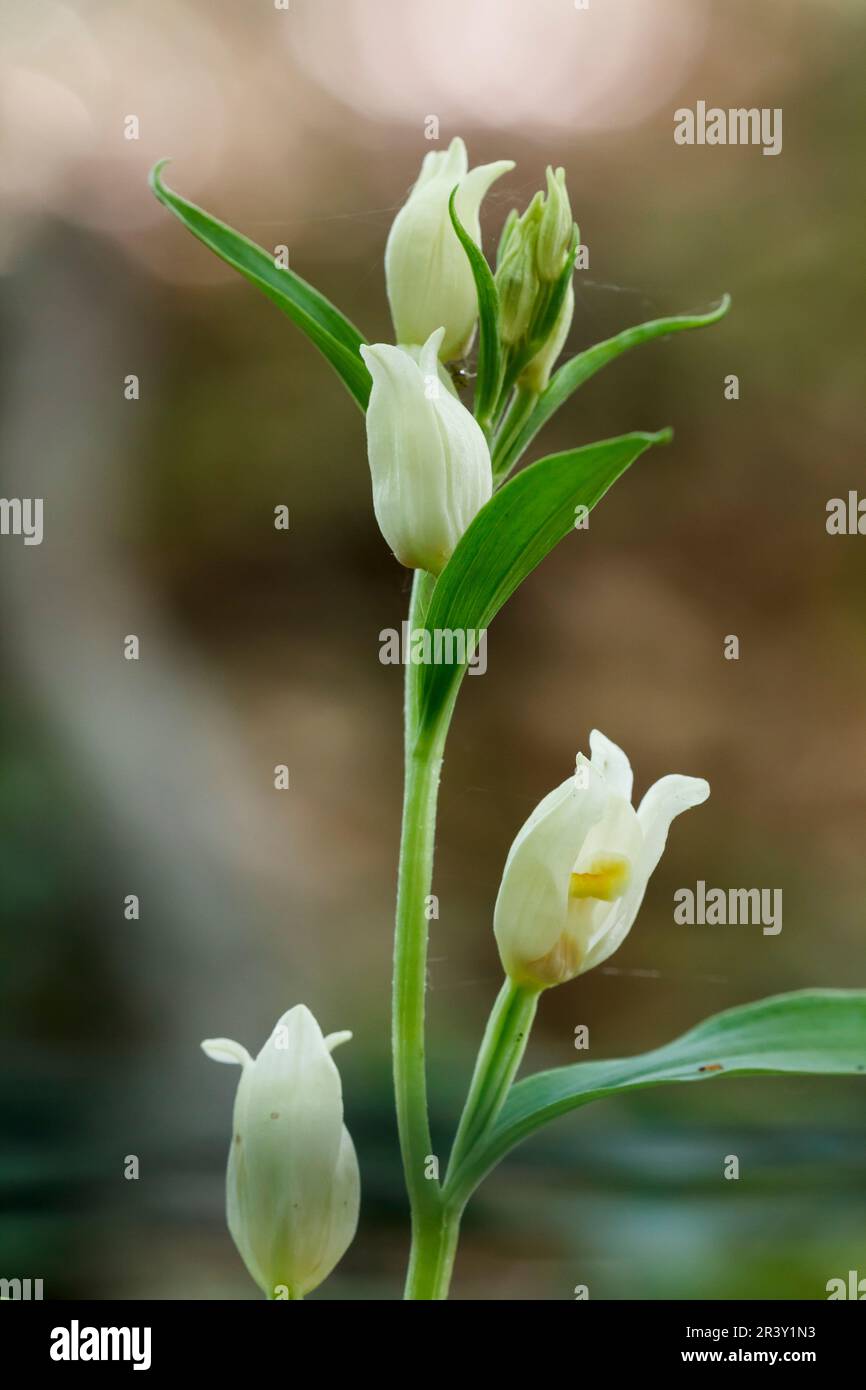 Cephalanthera damasonium, known as the White helleborine Stock Photo ...
