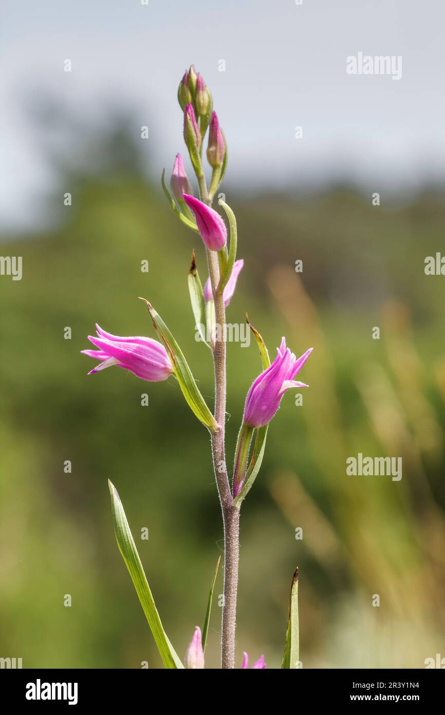 Cephalanthera rubra, known as the Red helleborine Stock Photo - Alamy