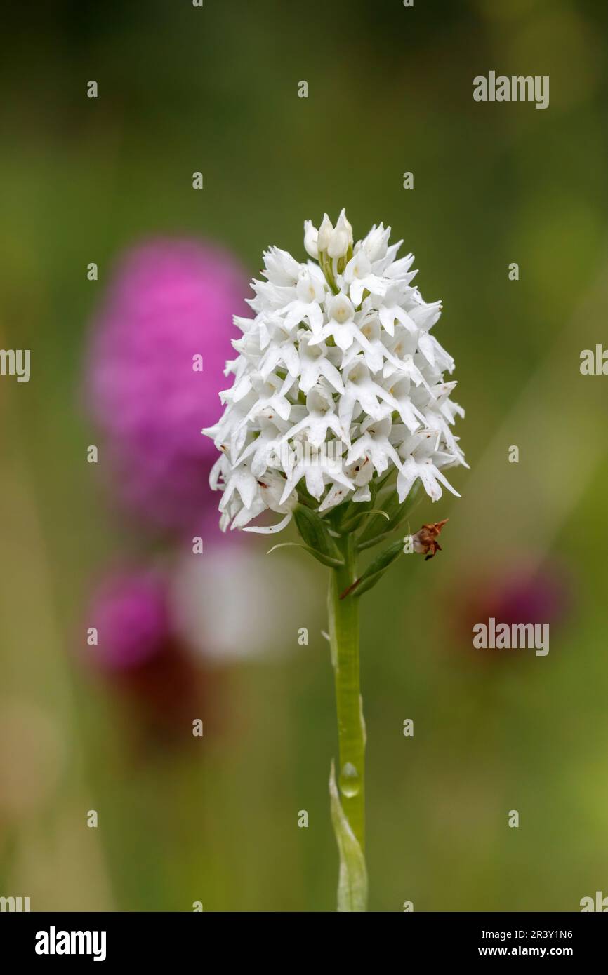 Anacamptis pyramidalis, known as the Pyramidal orchid (white shape ...