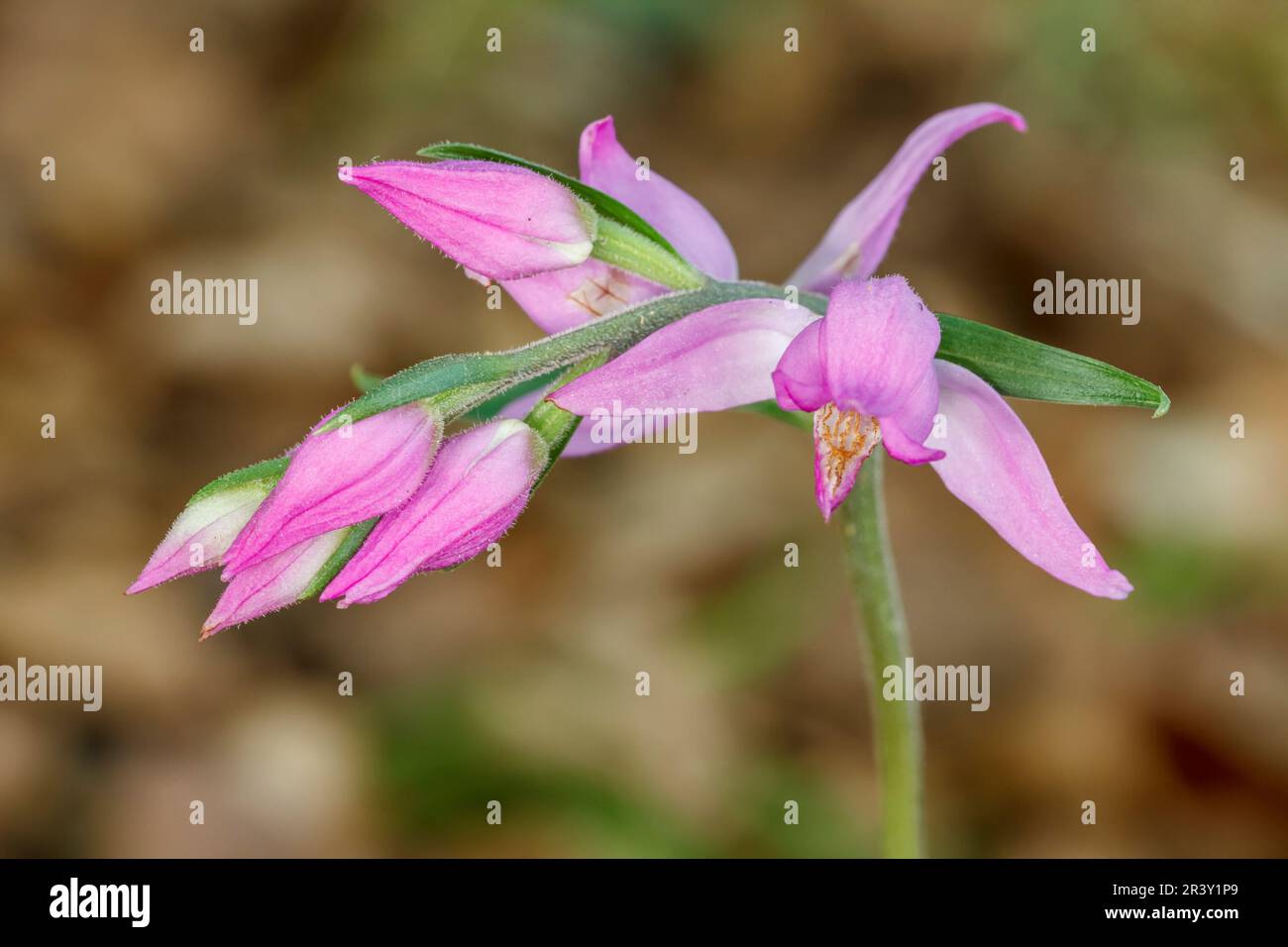 Cephalanthera rubra, known as the Red helleborine Stock Photo - Alamy