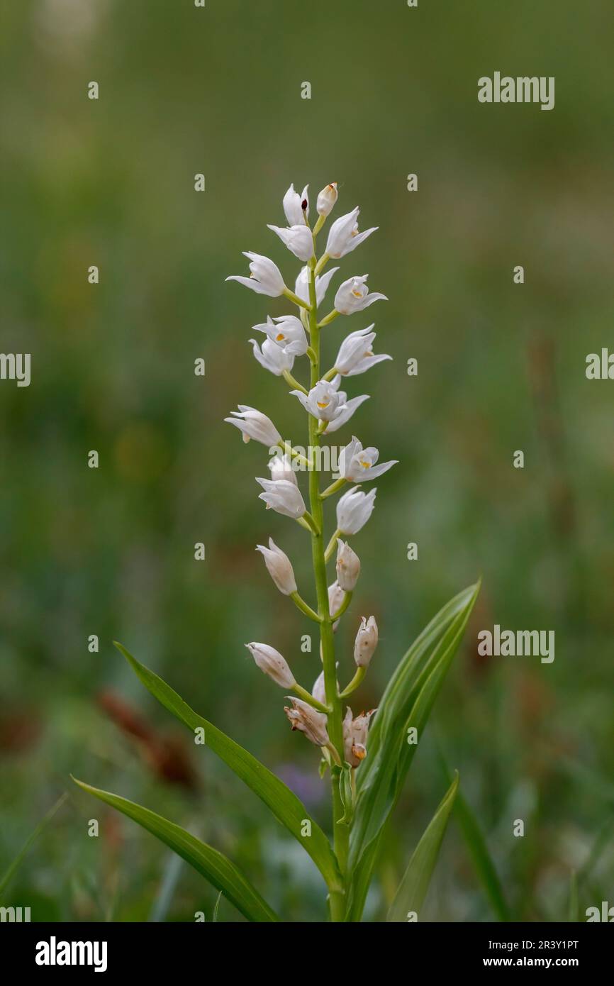 Schwertblatt waldva gelein hi-res stock photography and images - Alamy