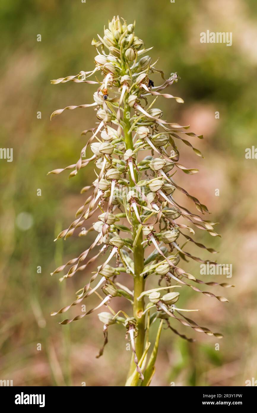 Himantoglossum hircinum, commonly known as the Lizard orchid Stock ...