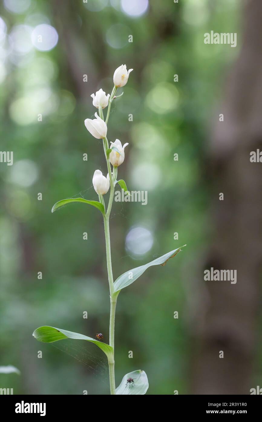 Cephalanthera damasonium, known as the White helleborine Stock Photo ...