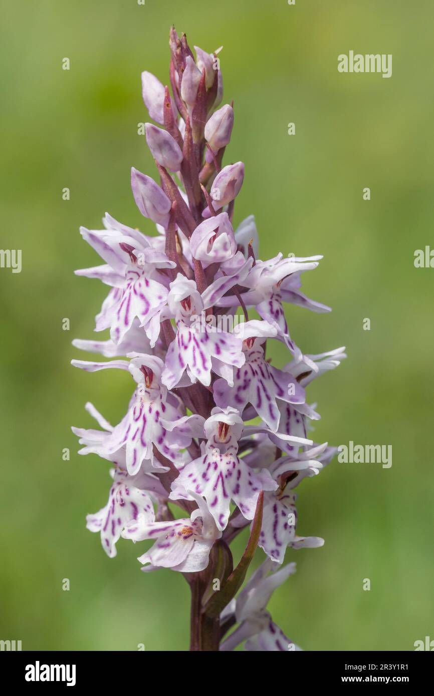 Dactylorhiza maculata, subsp. fuchsii, known as Common spotted orchid ... Dactylorhiza maculata, subsp. fuchsii, known as Common spotted orchid ...