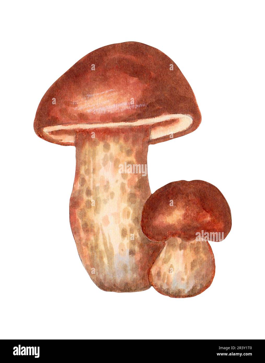 Boletus edulis drawing hi-res stock photography and images - Alamy