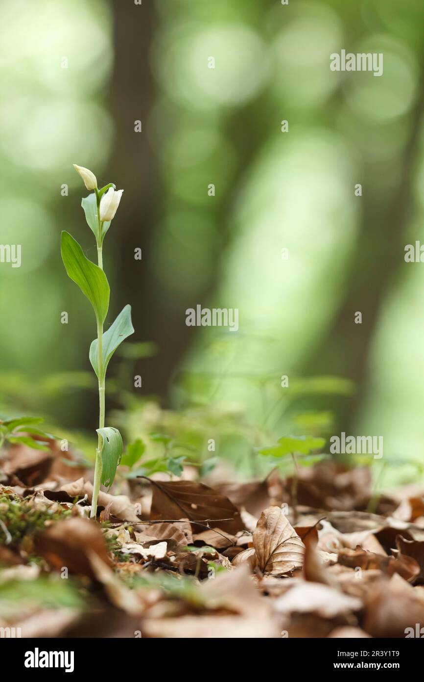 Cephalanthera damasonium, known as the White helleborine Stock Photo ...