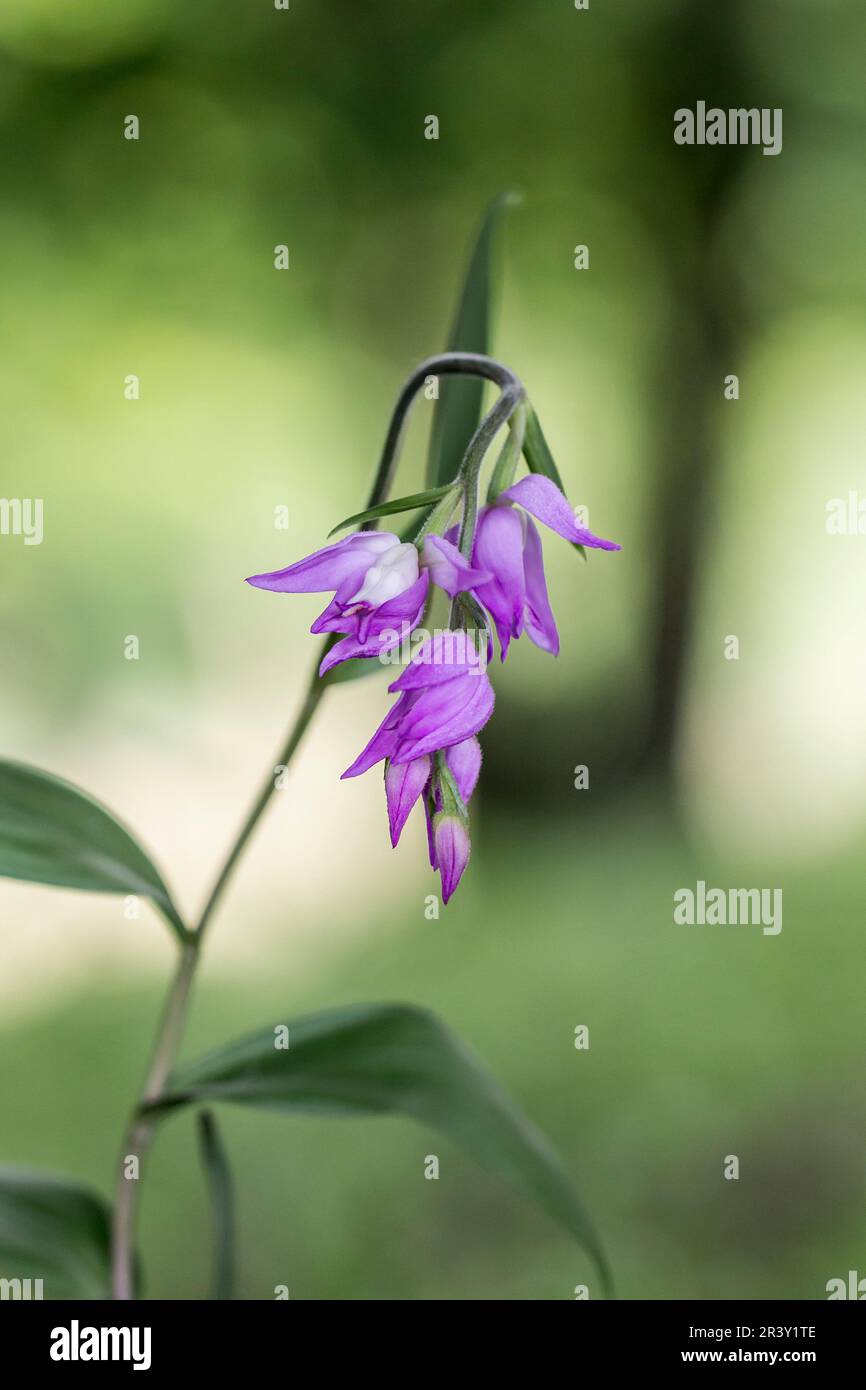 Cephalanthera rubra, known as the Red helleborine Stock Photo - Alamy
