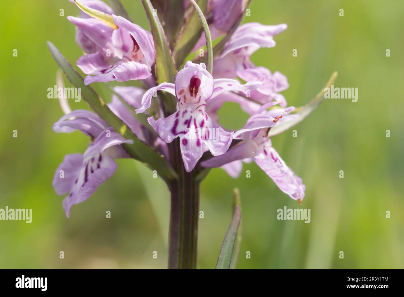 Dactylorhiza maculata, subsp. fuchsii, known as Common spotted orchid ... Dactylorhiza maculata, subsp. fuchsii, known as Common spotted orchid ...