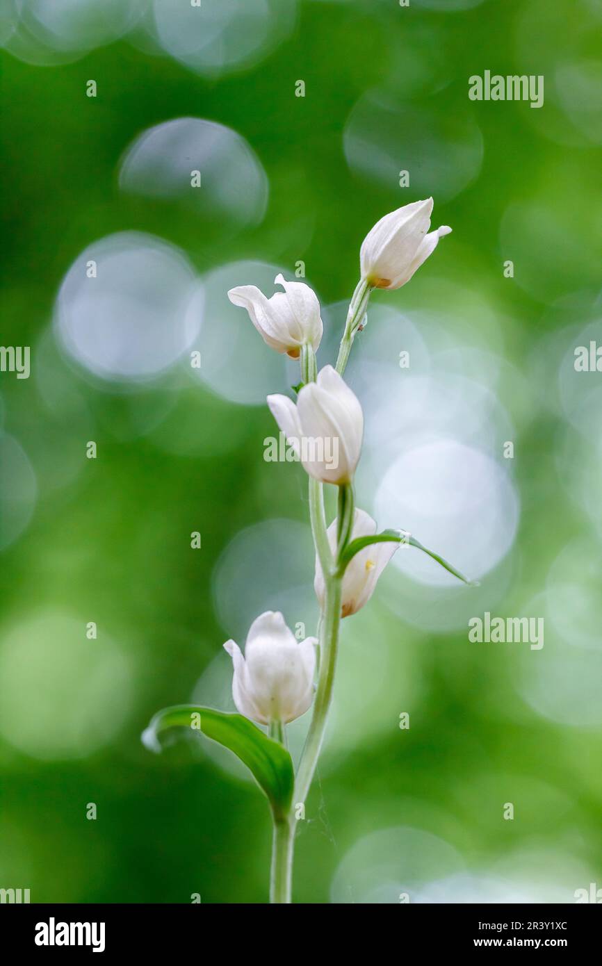 Cephalanthera damasonium, known as the White helleborine Stock Photo ...
