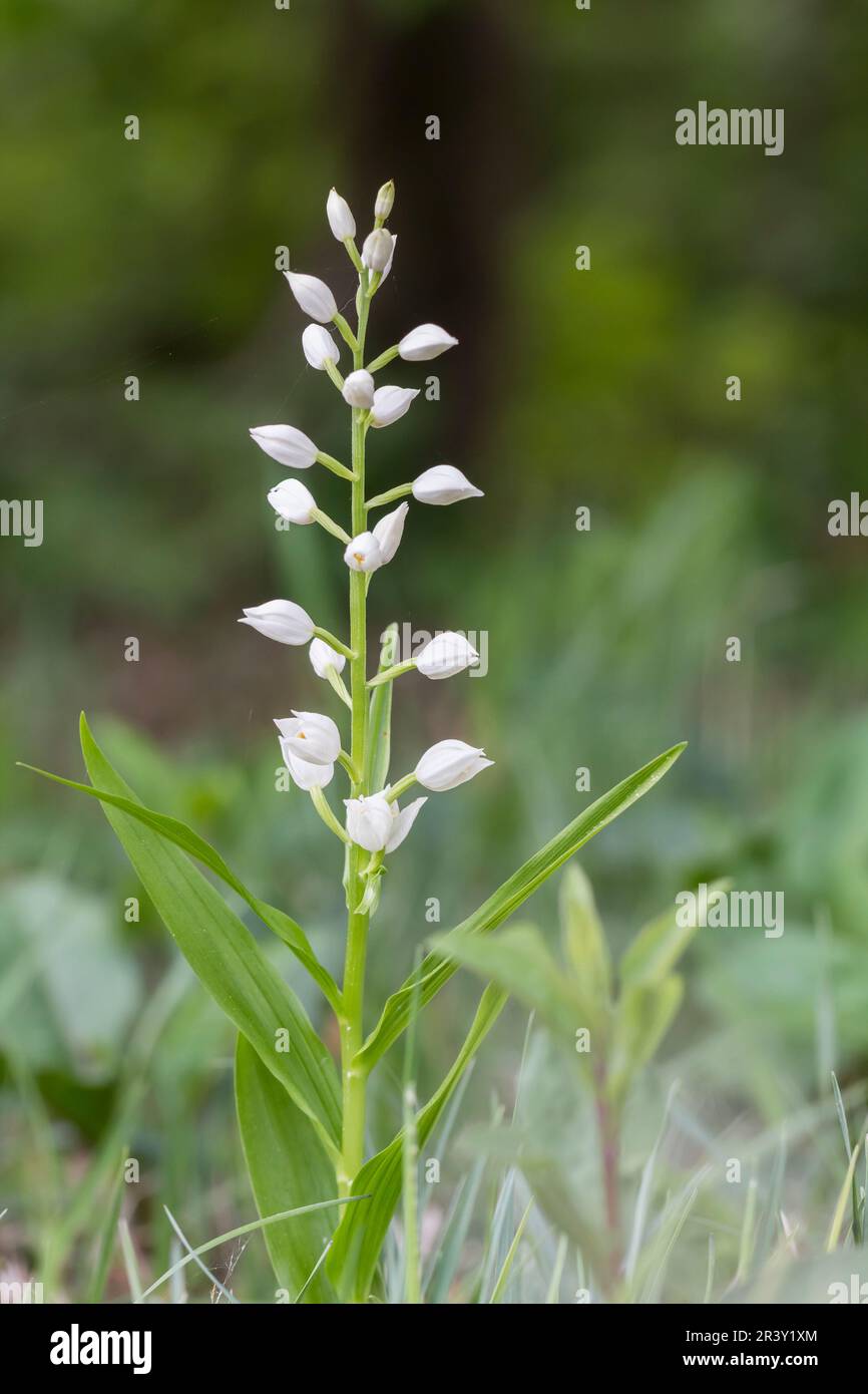 Cephalanthera longifolia, known as Narrow-leaf helleborine, Sword-leaf ...
