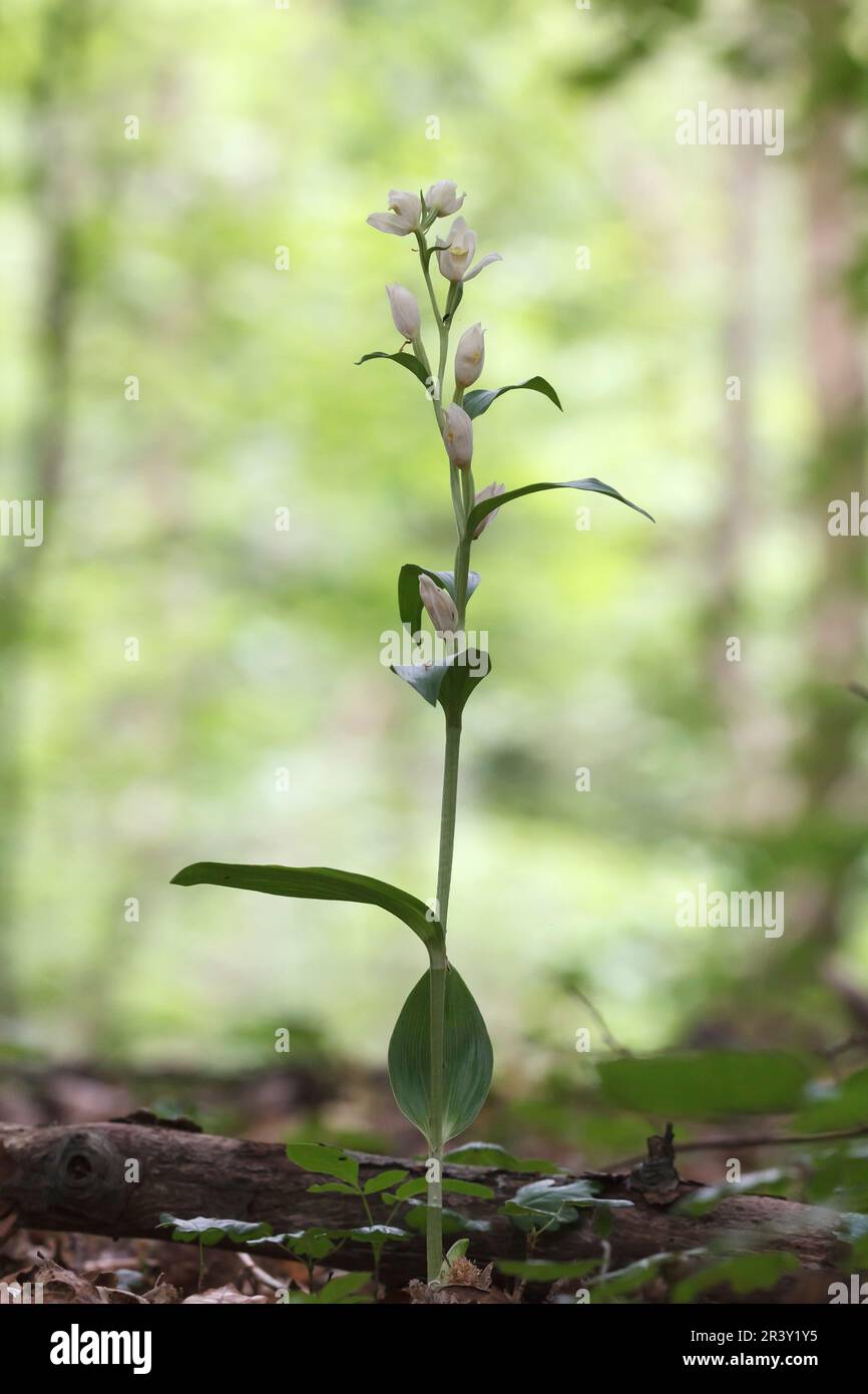 Cephalanthera damasonium, known as the White helleborine Stock Photo ...