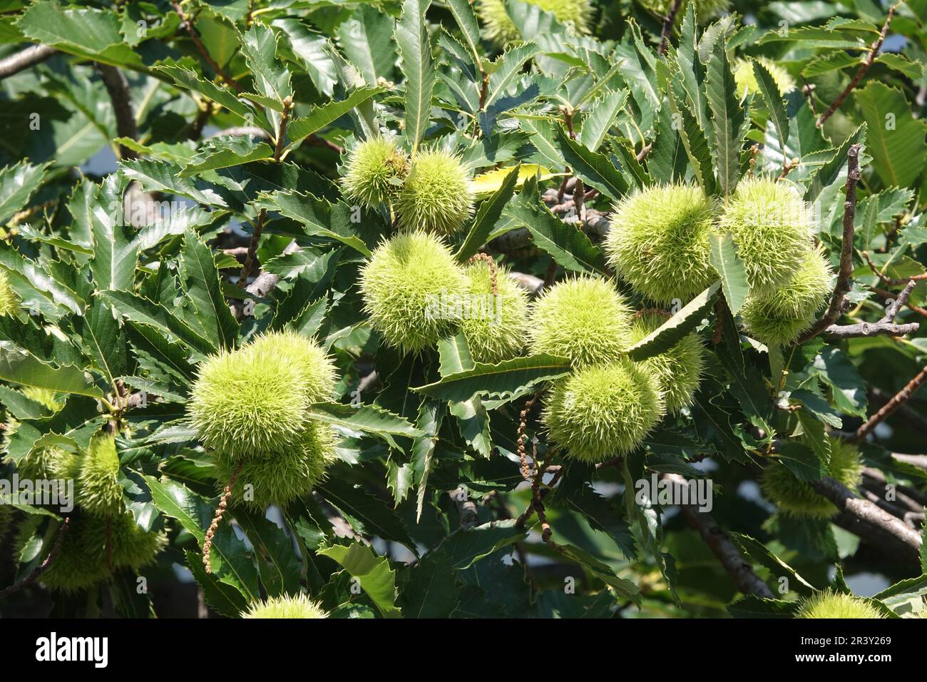 Sweet chestnut fruits Stock Photo - Alamy
