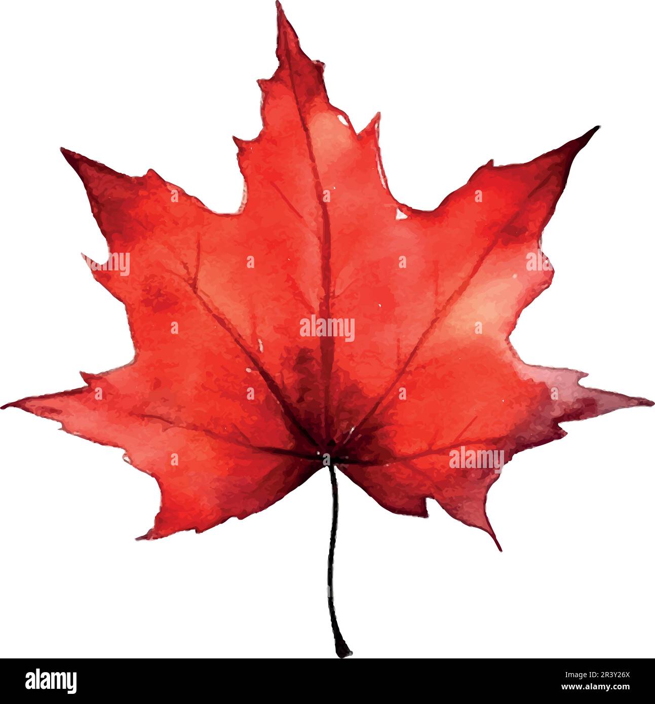 Beautiful watercolor red maple leaf Canada day white background Stock Vector Image & Art - Alamy