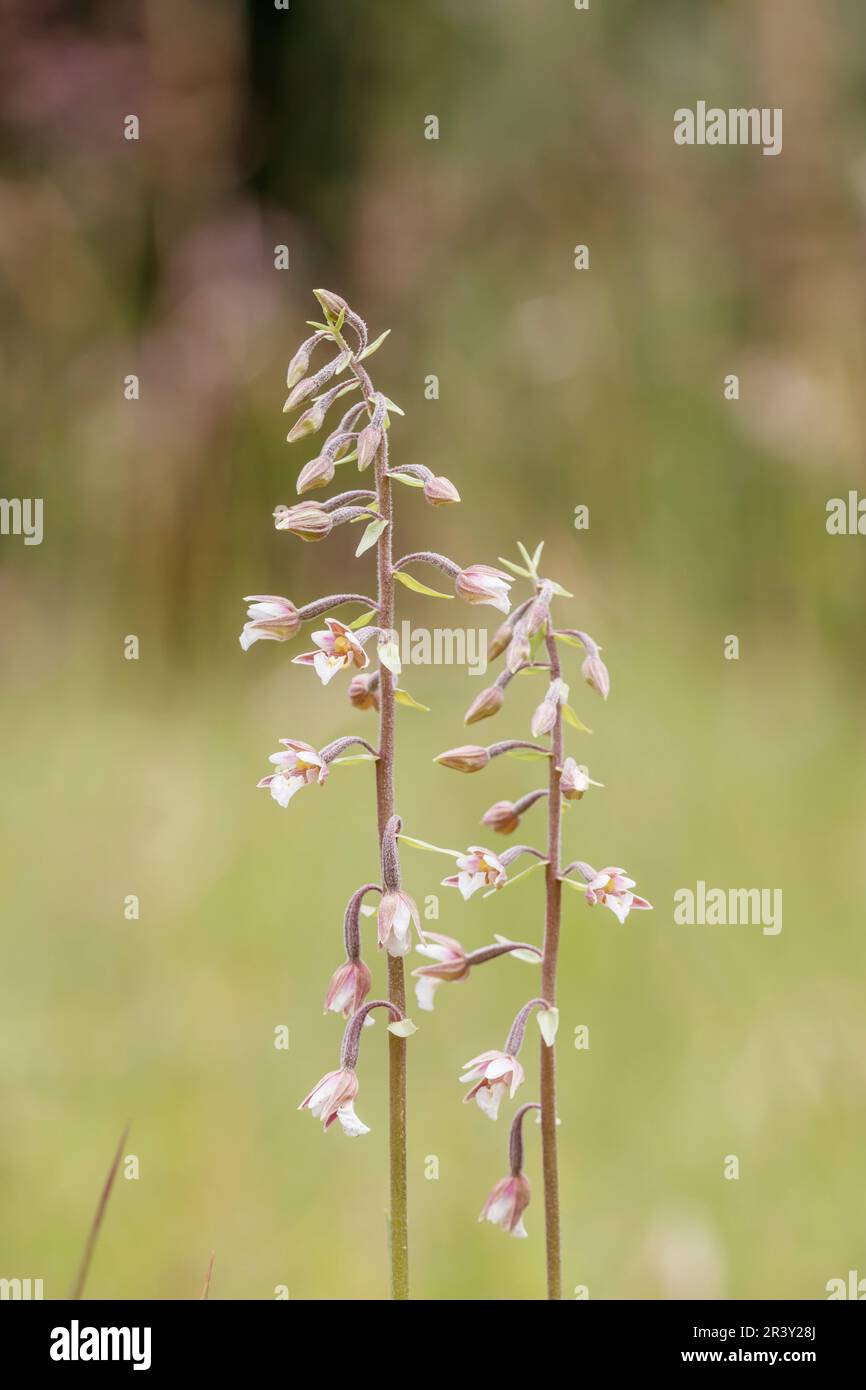 Epipactis palustris, commonly known as the Marsh helleborine Stock ...