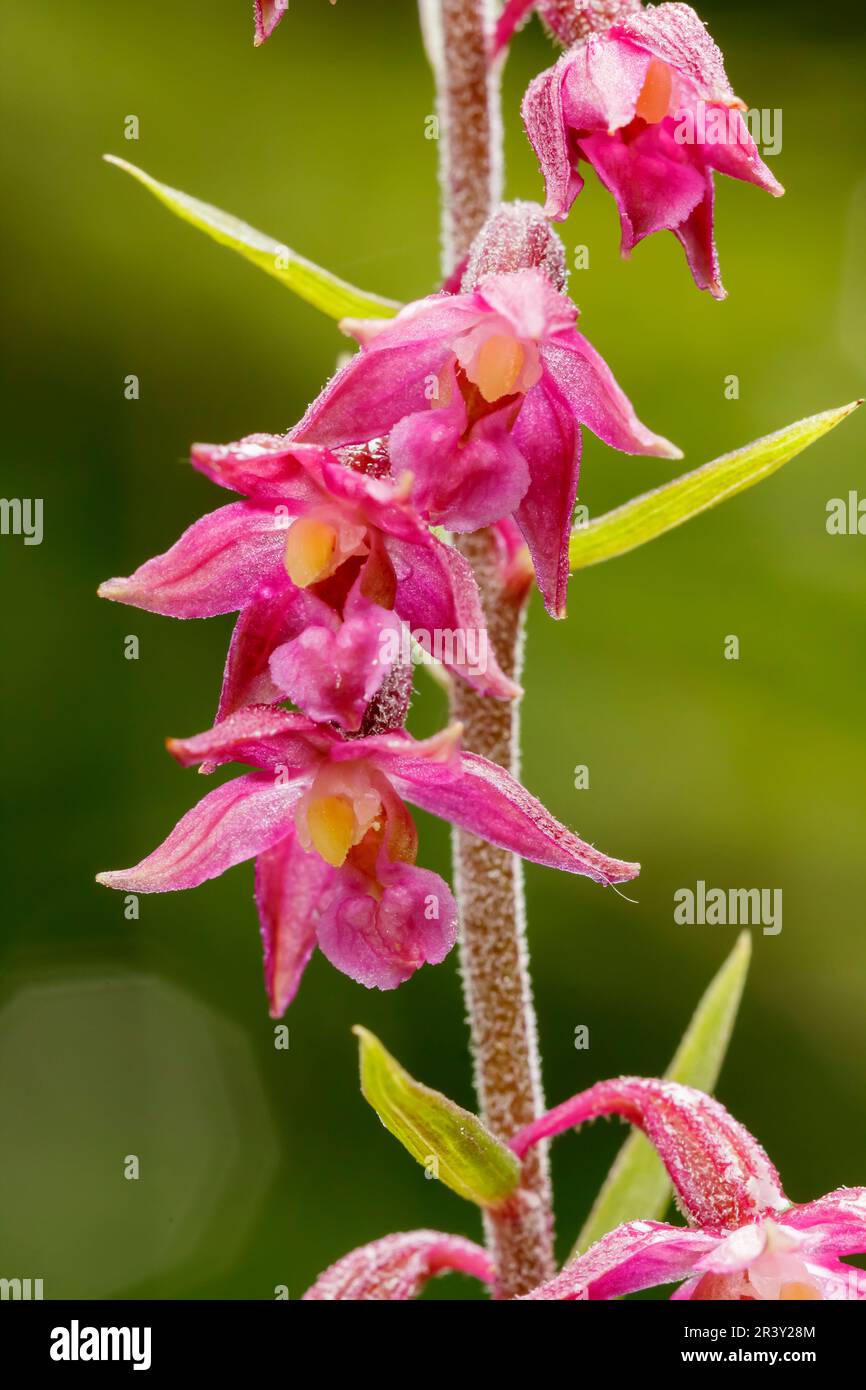 Epipactis atrorubens, known as Dark-red helleborine, Royal helleborine ...