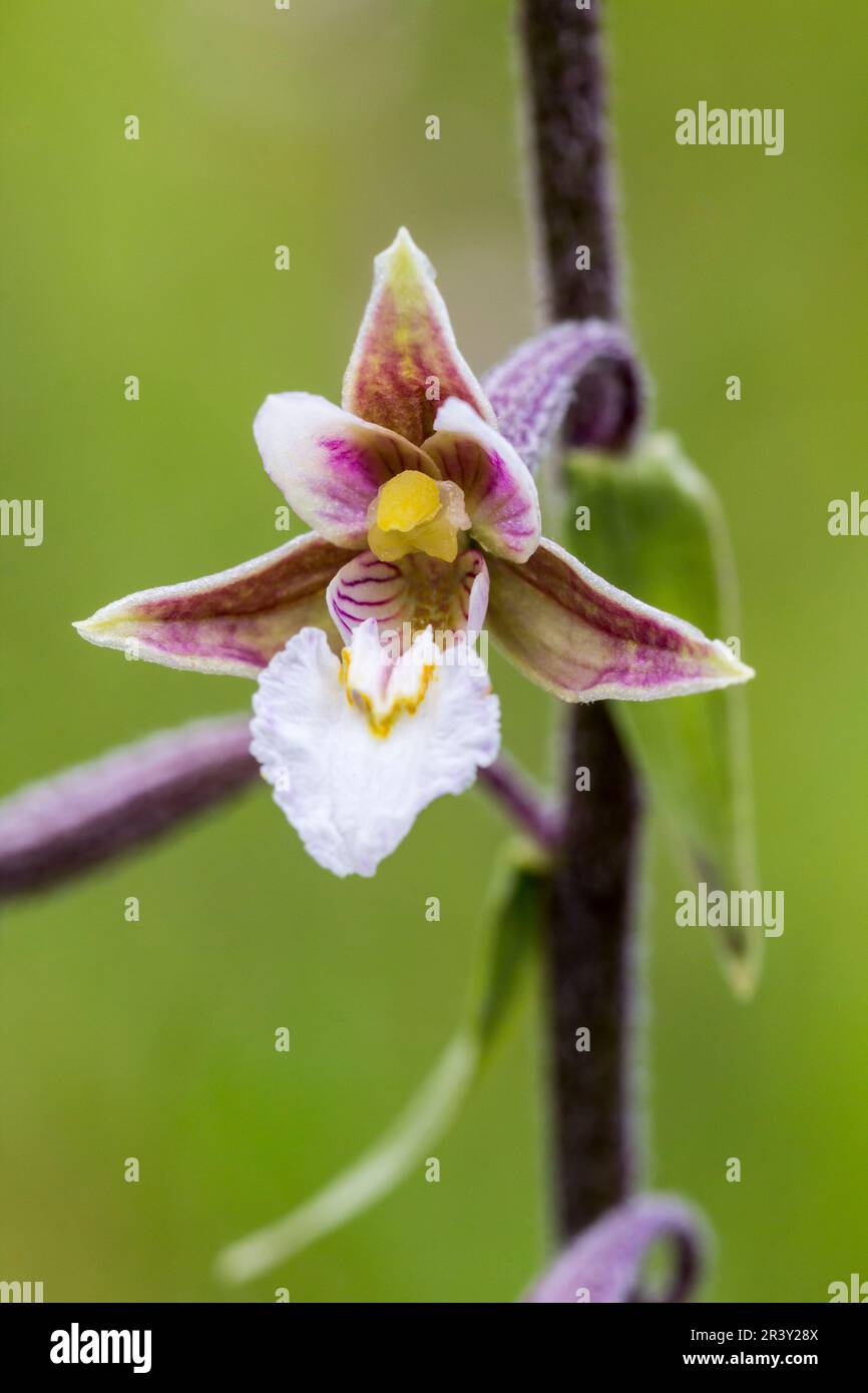 Epipactis palustris, commonly known as the Marsh helleborine Stock ...