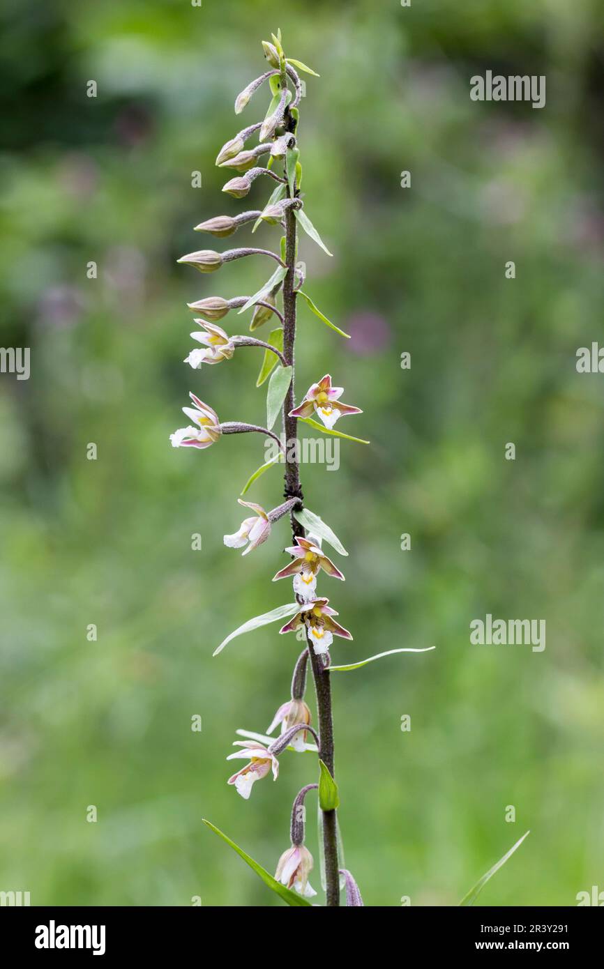 Epipactis palustris, commonly known as the Marsh helleborine Stock ...