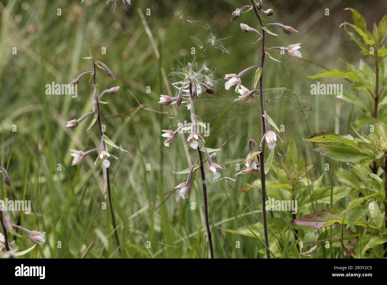 Epipactis palustris, commonly known as the Marsh helleborine Stock ...