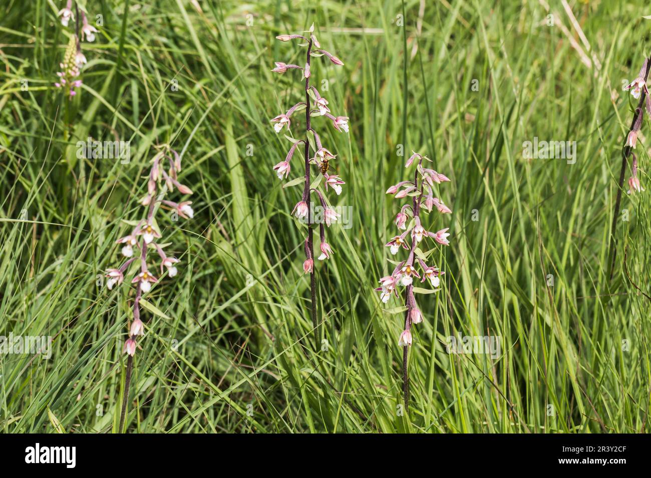 Epipactis palustris, commonly known as the Marsh helleborine Stock ...
