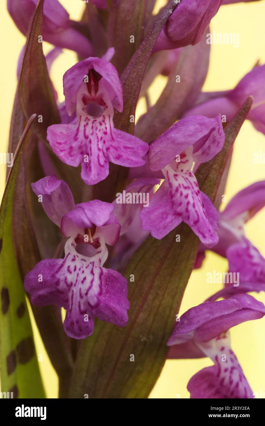 Dactylorhiza majalis, known as Marsh orchid, Common marsh orchid ...