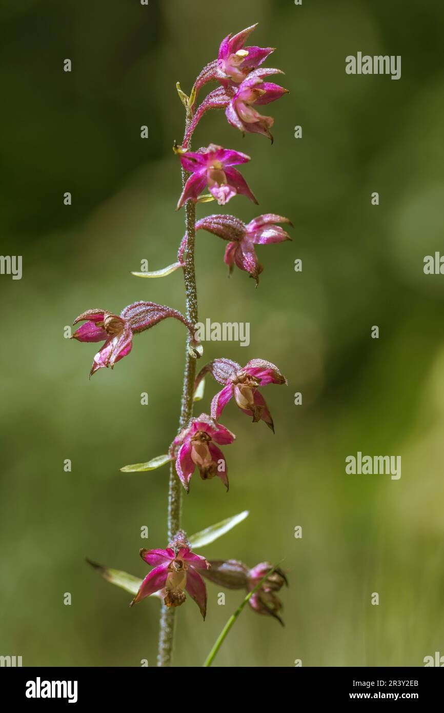 Epipactis atrorubens, known as Dark-red helleborine, Royal helleborine ...