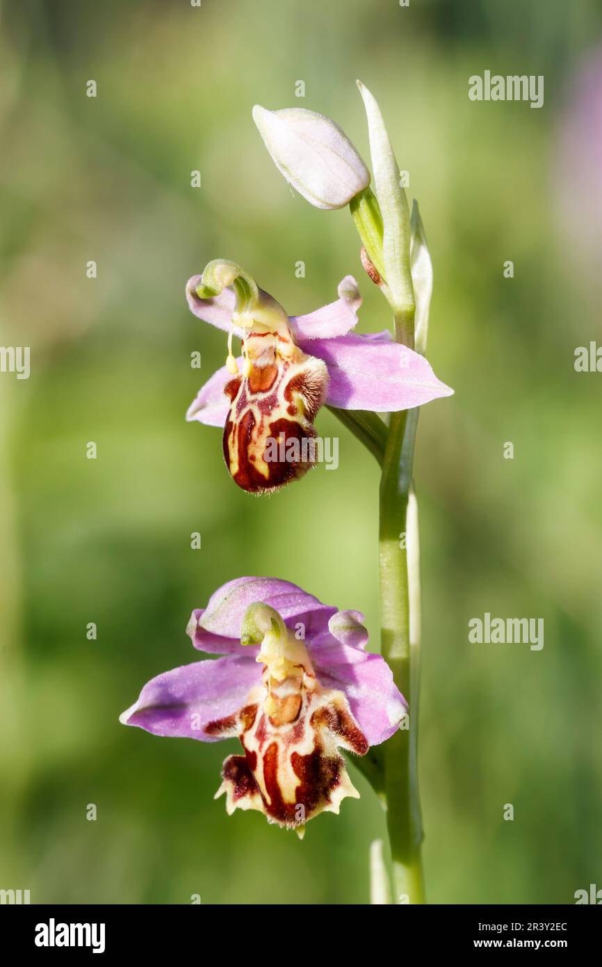 Ophrys apifera, ssp. friburgensis, known as the Bee orchid Stock Photo ...