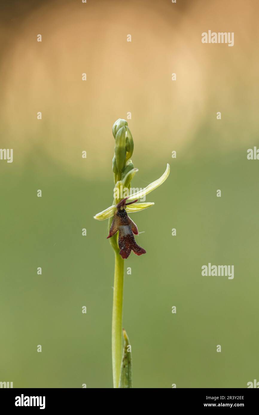 Ophrys insectifera, known as Fly orchid, Insect-bearing ophrys Stock ...
