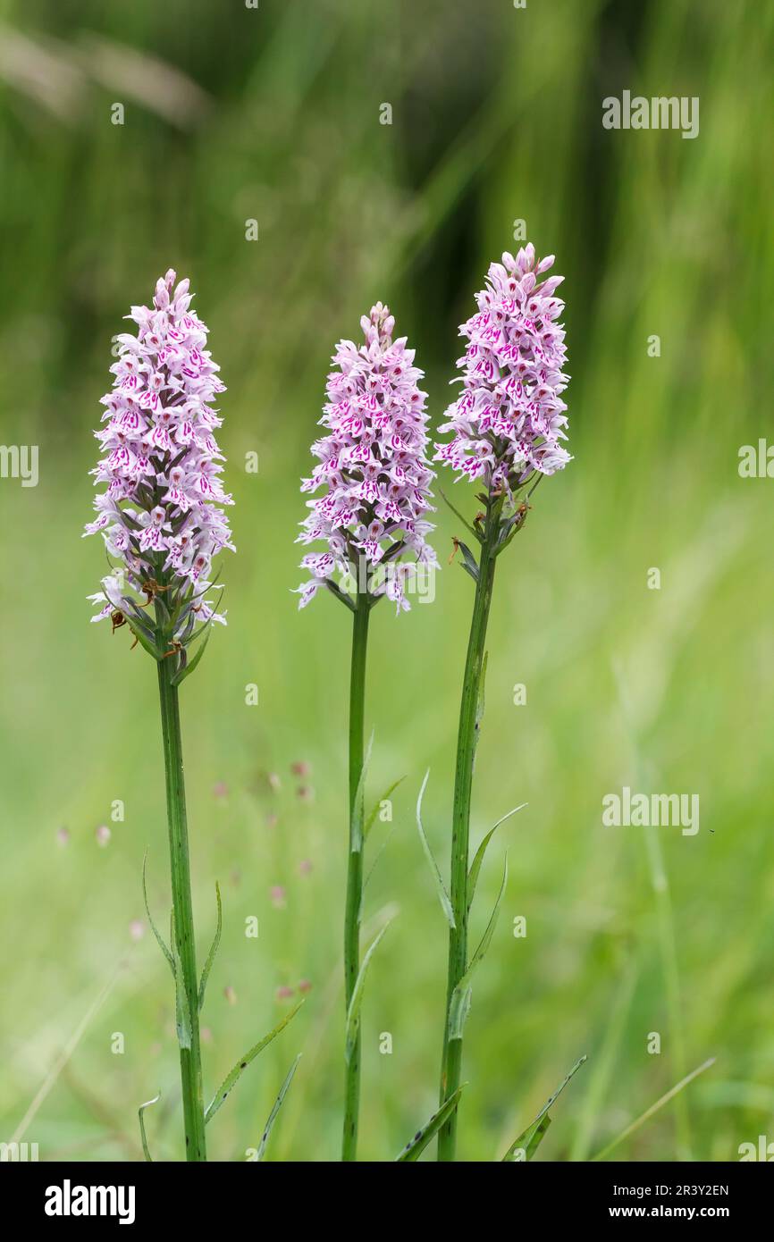 Dactylorhiza maculata, subsp. fuchsii, known as Common spotted orchid ... Dactylorhiza maculata, subsp. fuchsii, known as Common spotted orchid ...