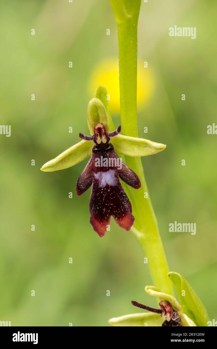 Ophrys insectifera, known as Fly orchid, Insect-bearing ophrys Stock ...