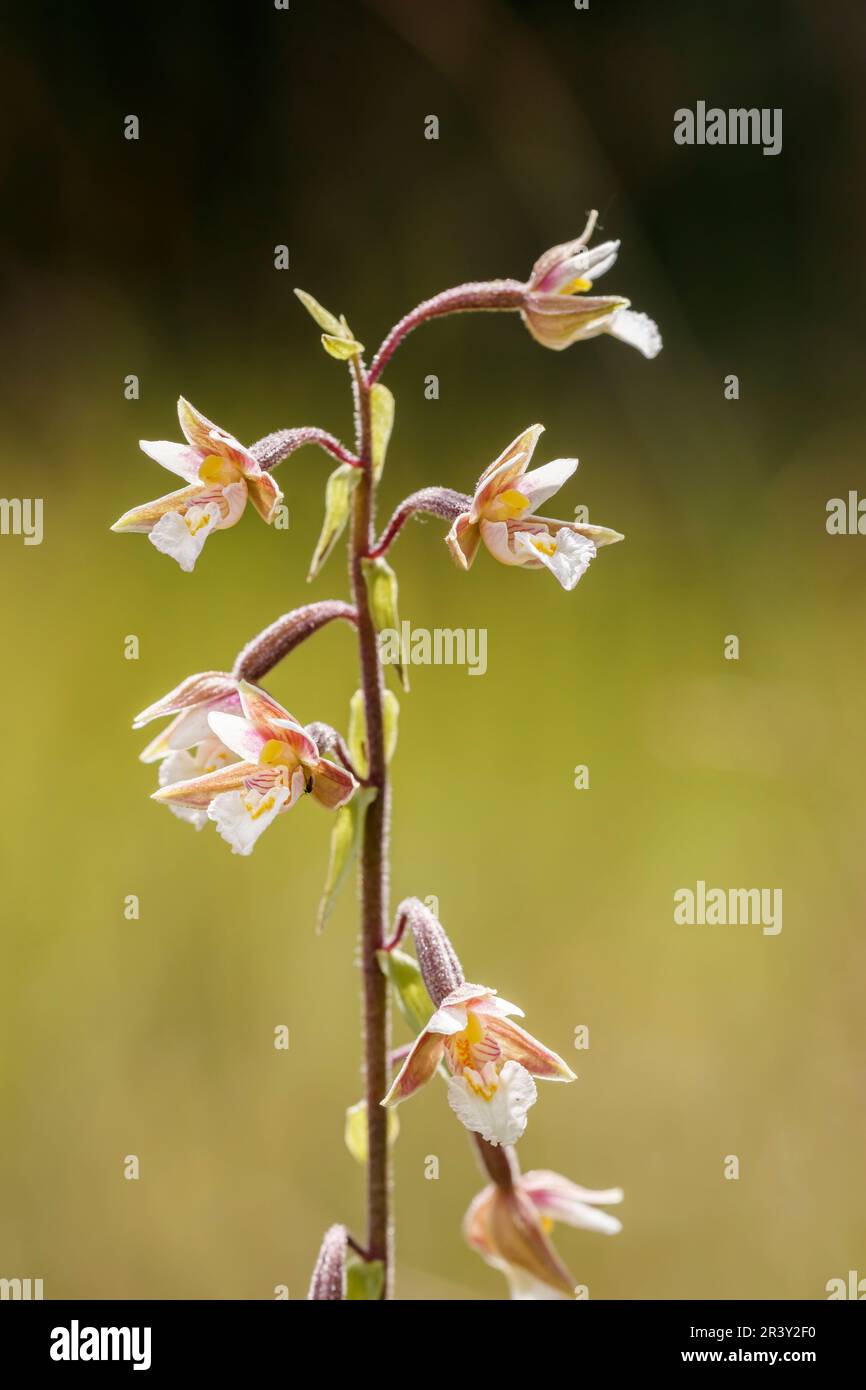 Epipactis palustris, commonly known as the Marsh helleborine Stock ...