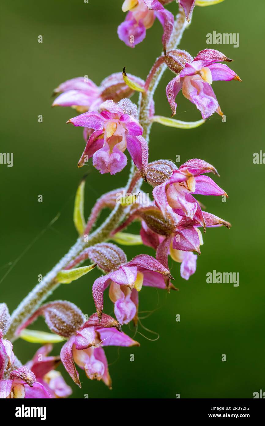 Epipactis atrorubens, known as Dark-red helleborine, Royal helleborine ...