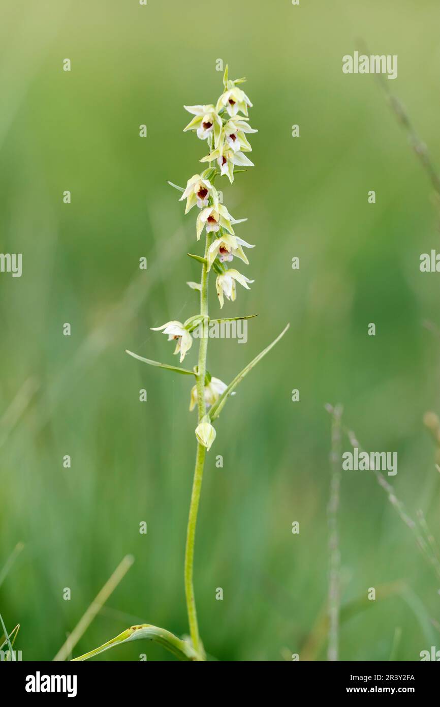 Epipactis muelleri, commonly known as the Mueller's helleborine Stock ...