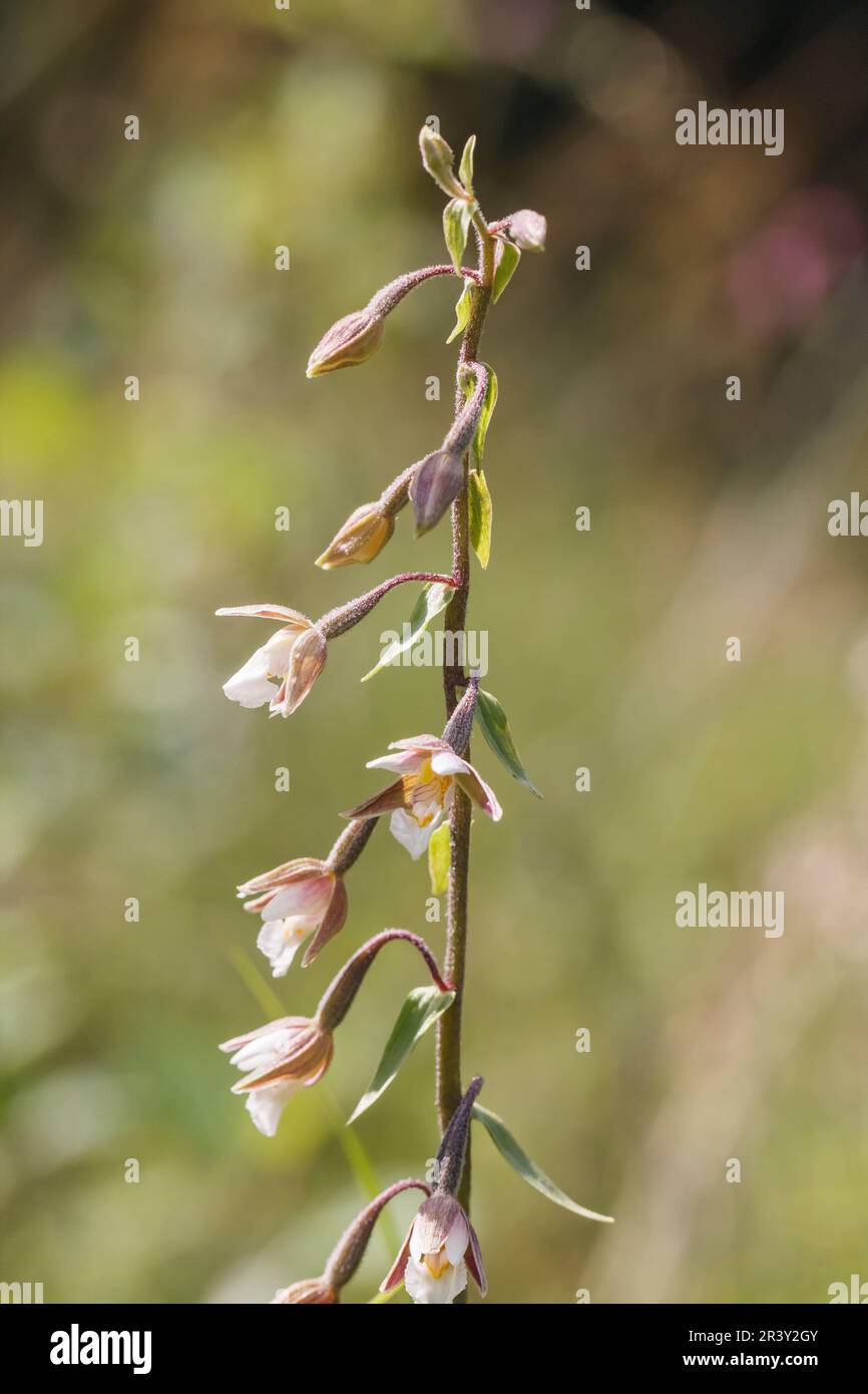 Epipactis palustris, commonly known as the Marsh helleborine Stock ...