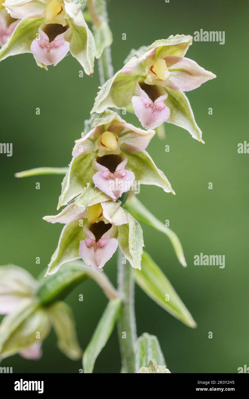 Epipactis helleborine, known as Broad helleborine, Broad-leaved ...